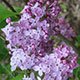 Quebec-horticole.ca - Les lilas